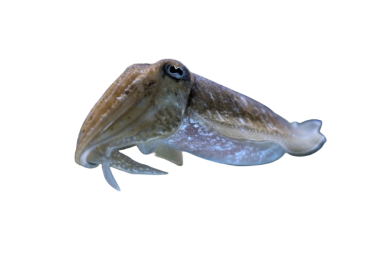 Squid Concentrate – Baitsinfinity